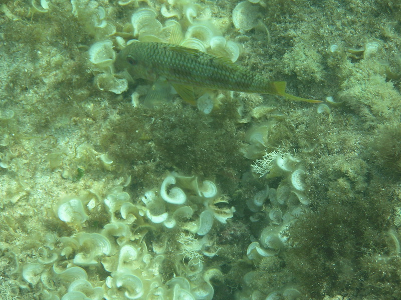 Unterwasserbilder - Fische & Co