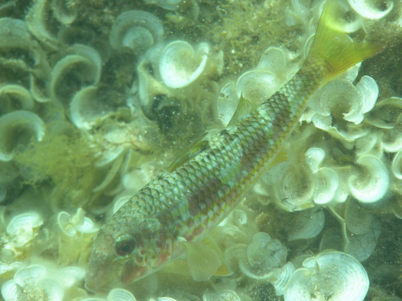 Unterwasserbilder - Fische & Co