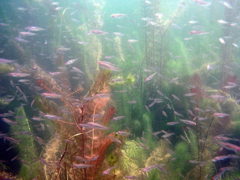 Unterwasserbilder - Fische & Co